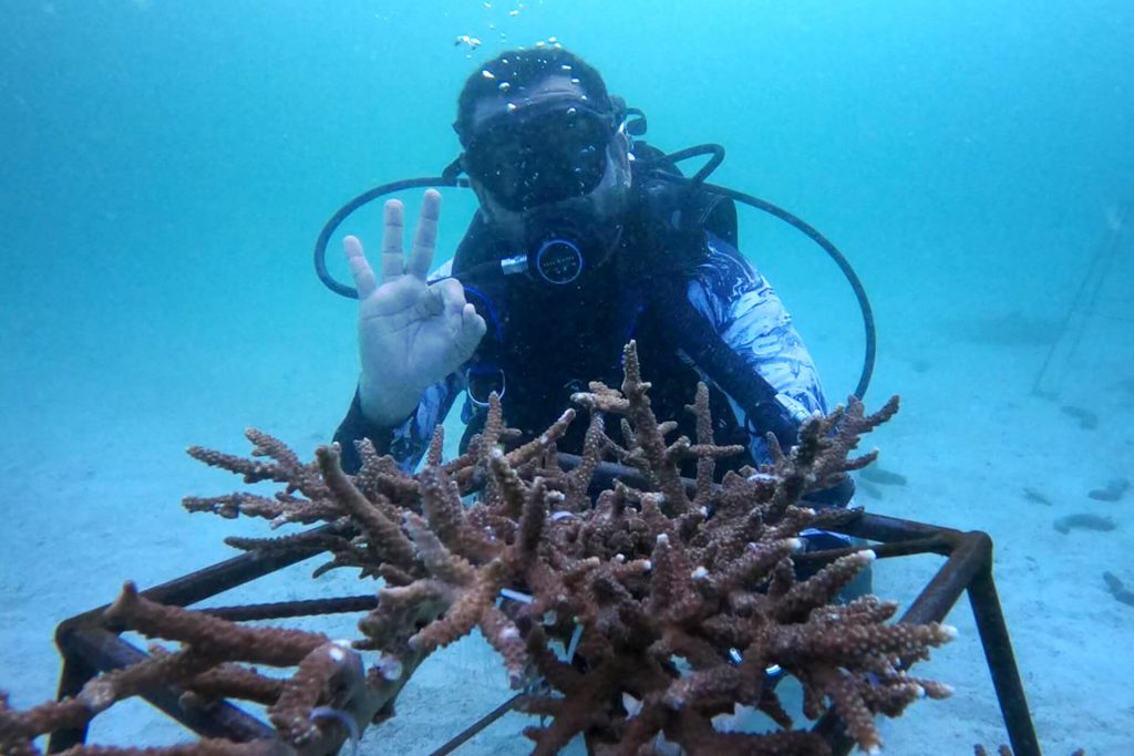 Emirates Draw Celebrates Planting Over 4,000 Coral Polyps In New ...