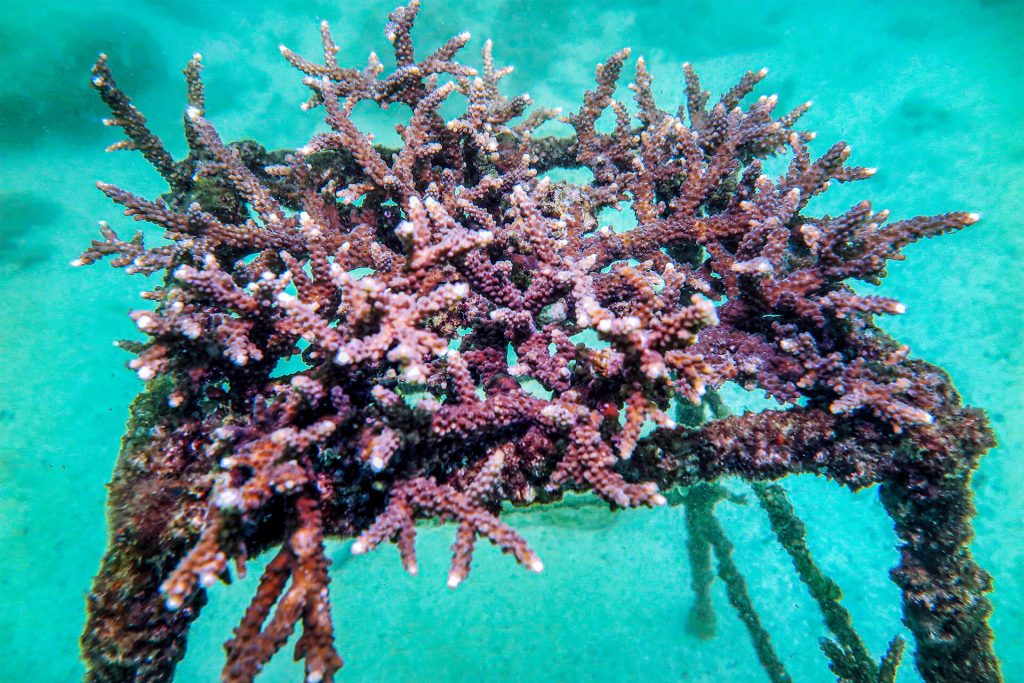Emirates Draw Launches Long-Term Coral Reef Restoration Programme ...