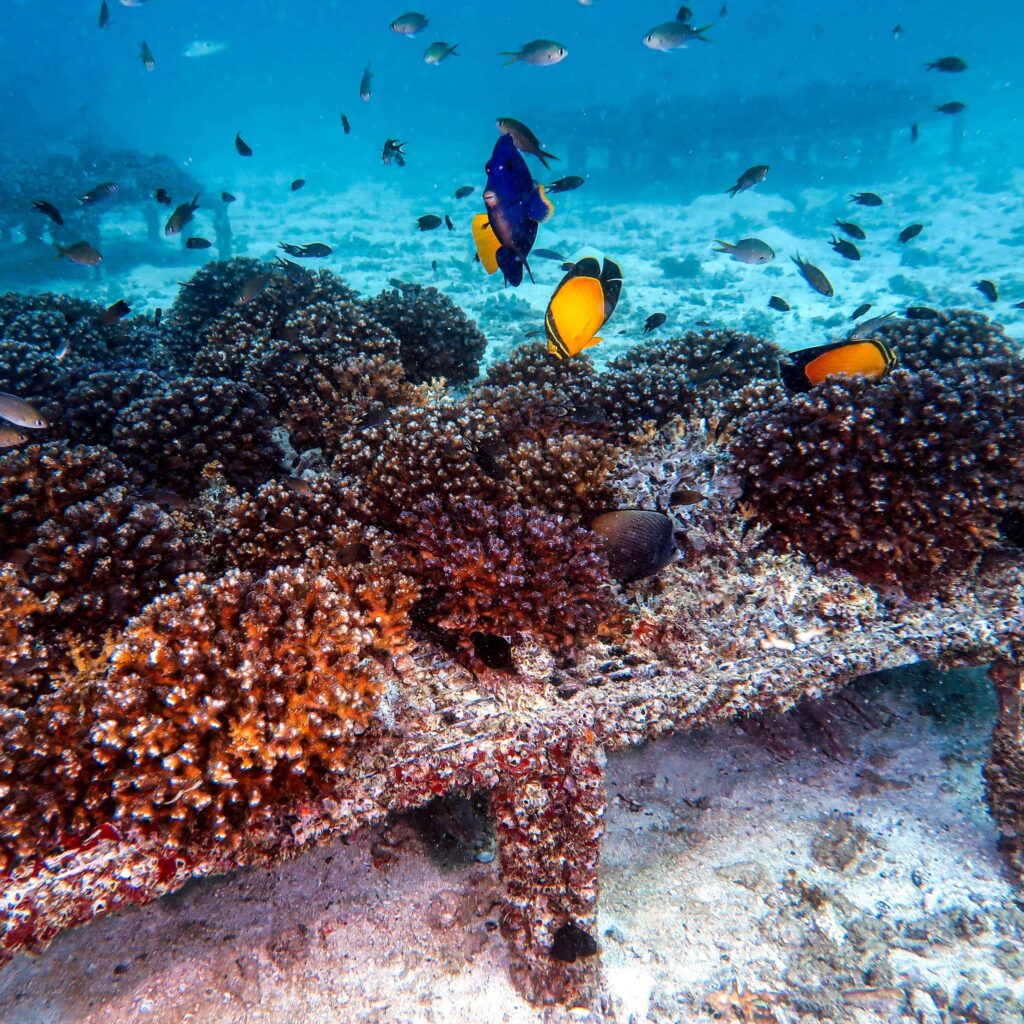 Emirates Draw Supports the Conservation of the UAE’s Natural Heritage ...